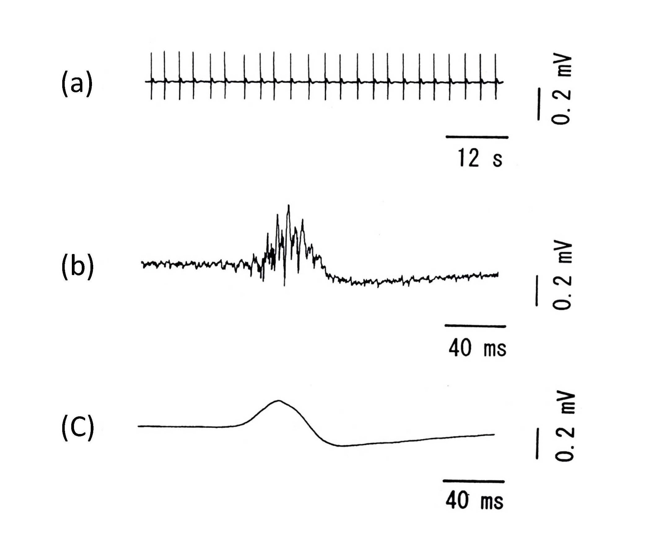 Dynamic Brain Platform - Official Site